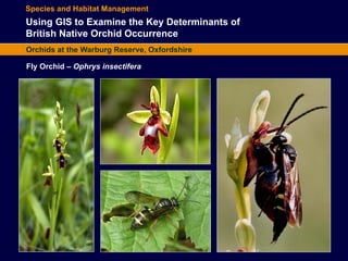 Conservation Strategy Mapping: Terrestrial Orchids | PDF