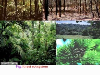 Ecosyestem structure and function | PPTX