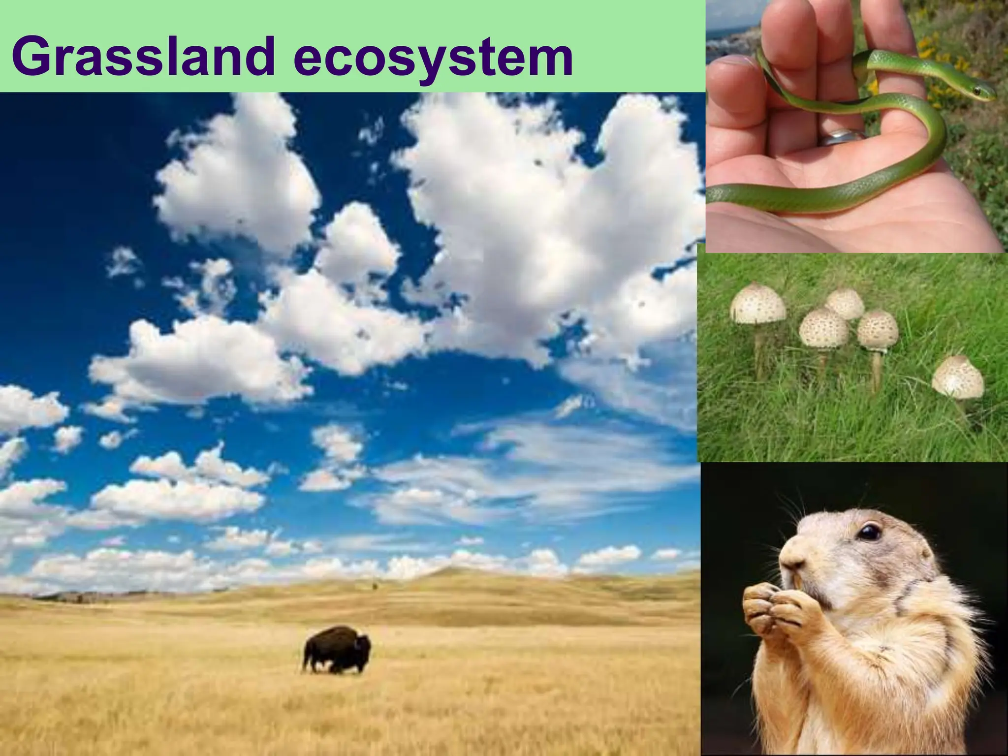 ecosystem and composition of the earth.ppt
