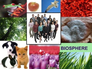 ecosystem and composition of the earth.ppt
