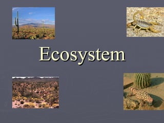 Ecosystem | PPT
