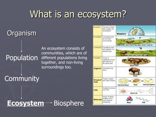Ecosystem | PPT