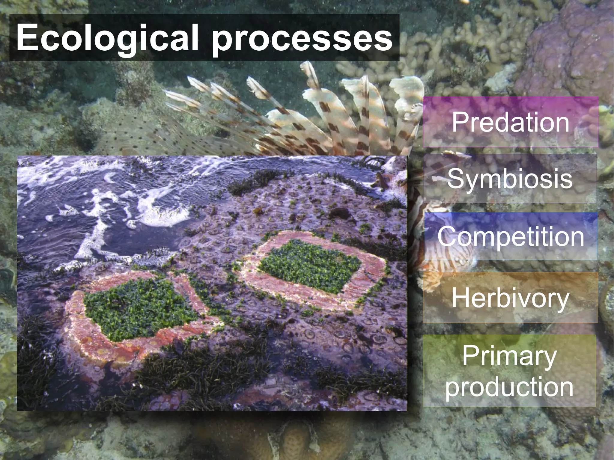 Ecosystem thinking for organizations | PDF