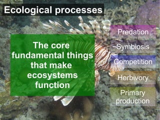 Ecosystem thinking for organizations | PDF