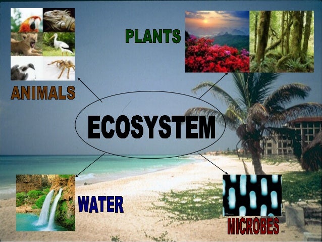 Ecosystem