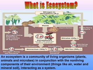 Eco system | PPT
