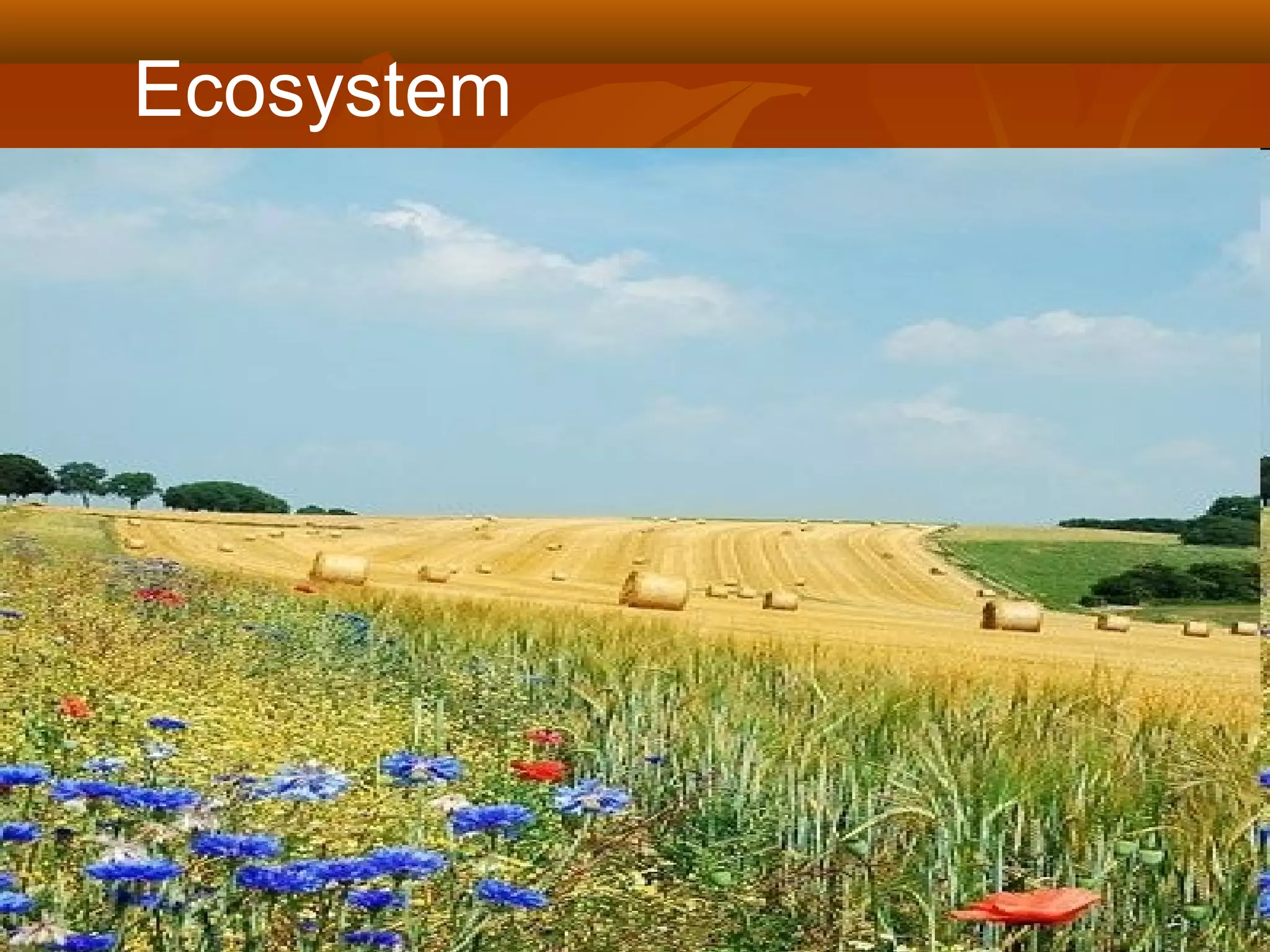 Ecosystem | PPT | Geography | Science