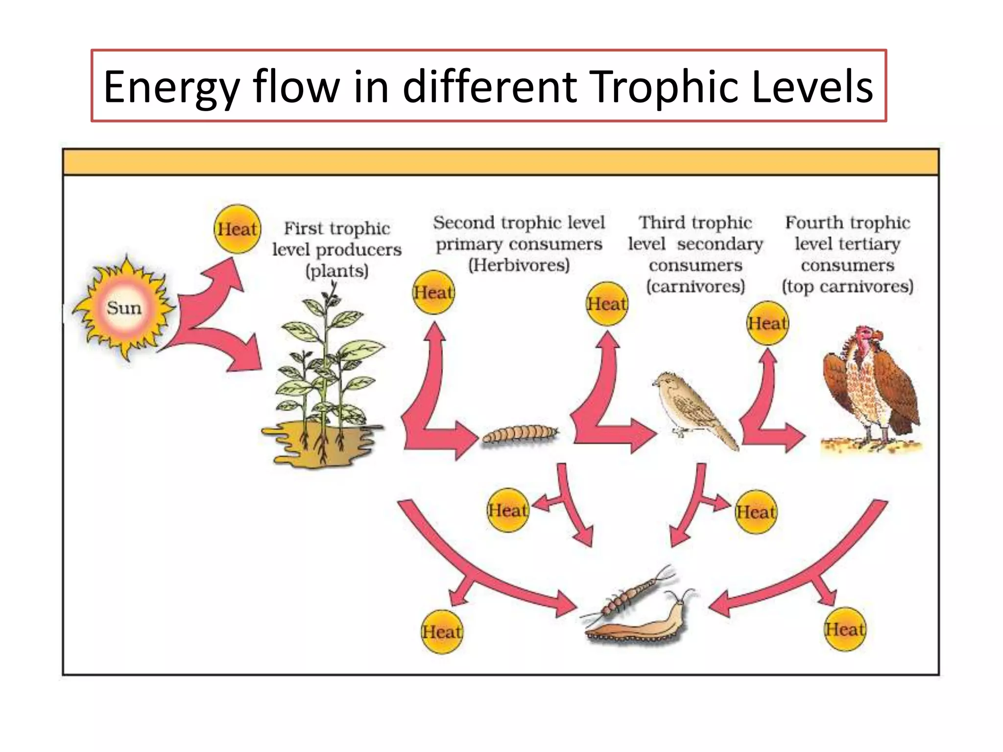 Ecosystem:Structure and Function | PPTX