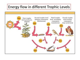 Ecosystem:Structure and Function | PPTX