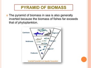 Biomass Pyramid Ocean