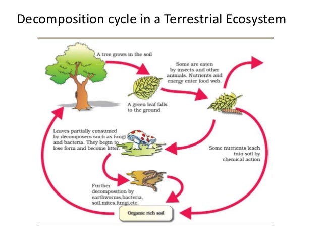 Ecosystem:Structure and Function