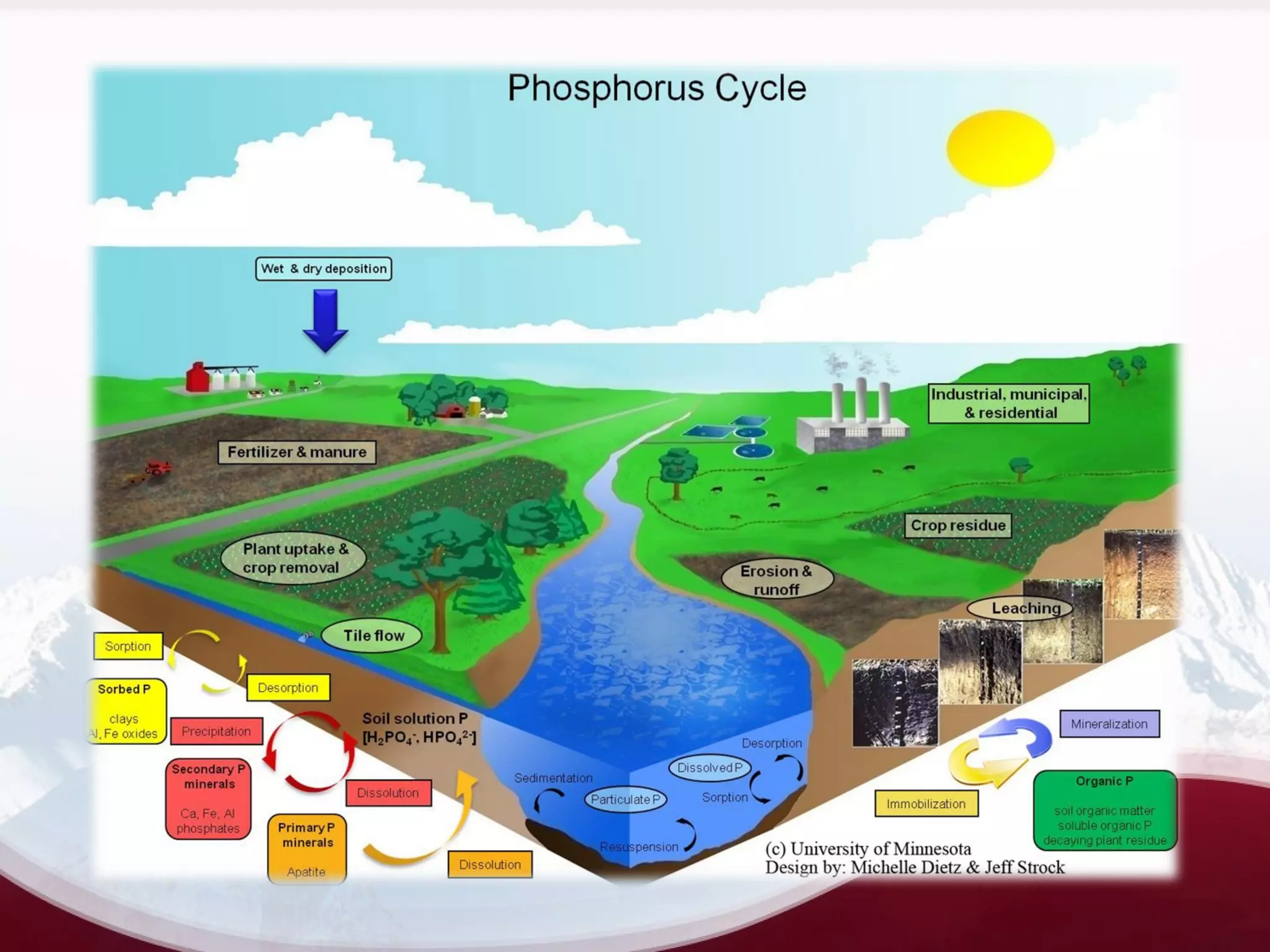 Ecosystem | class 12 | cbse | PPT