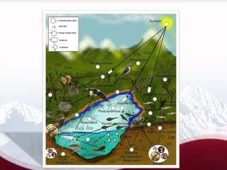 Ecosystem | class 12 | cbse | PPT