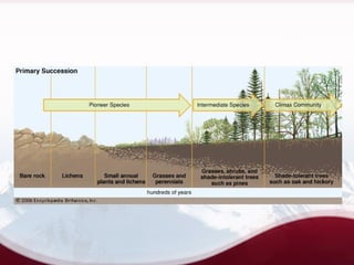 Ecosystem | class 12 | cbse | PPT