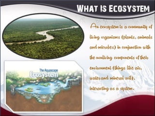 Ecosystem | class 12 | cbse | PPT