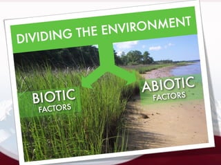 Ecosystem | class 12 | cbse | PPT