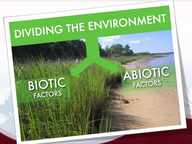 Ecosystem | class 12 | cbse | PPT | Geology | Science