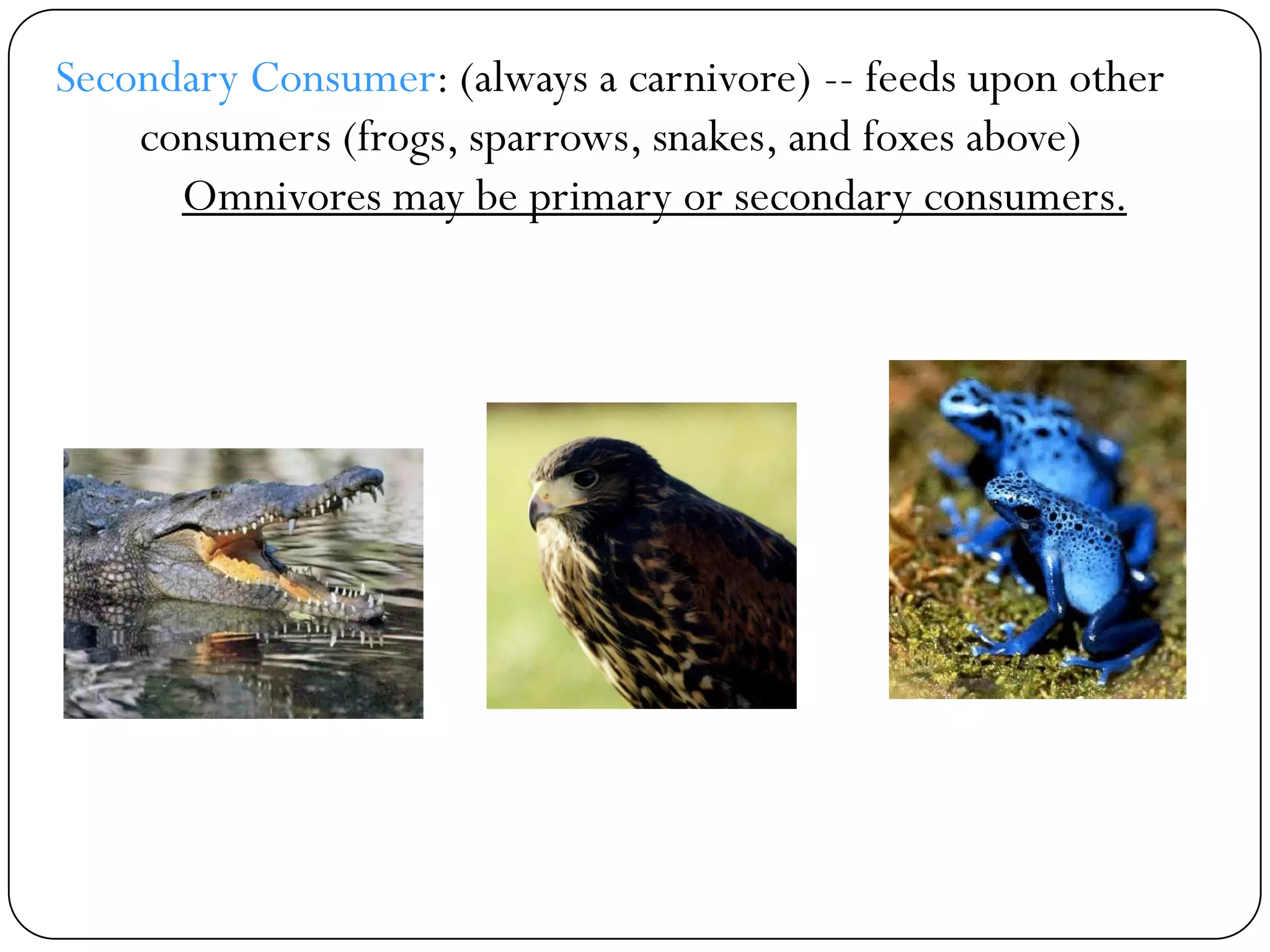 Ecosystem | PDF