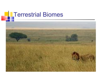 Ecosystem | PPT