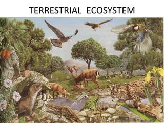 Terrestrial Ecosystems For Kids