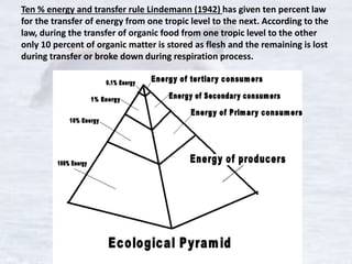 Energy Pyramid 10 Percent Rule
