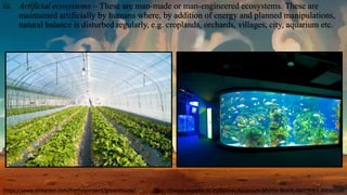 Ecosystem | PPTX