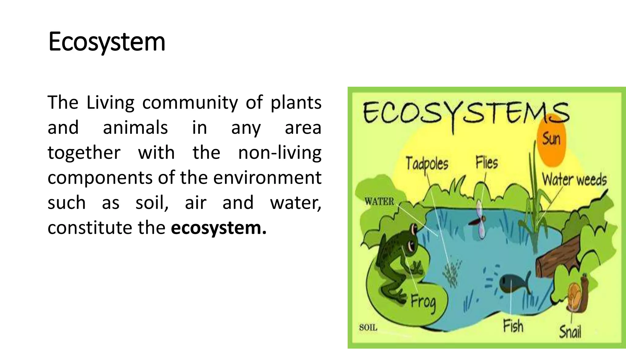 Ecosystem | PPT
