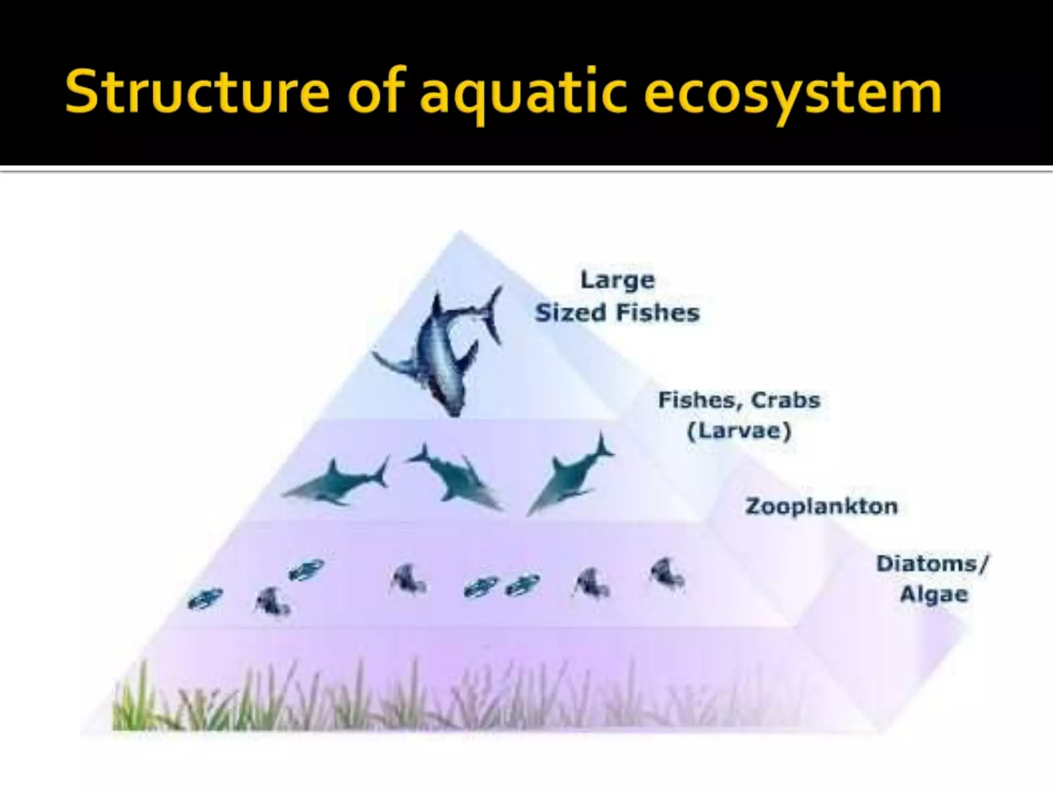 Ecosystem | PPT