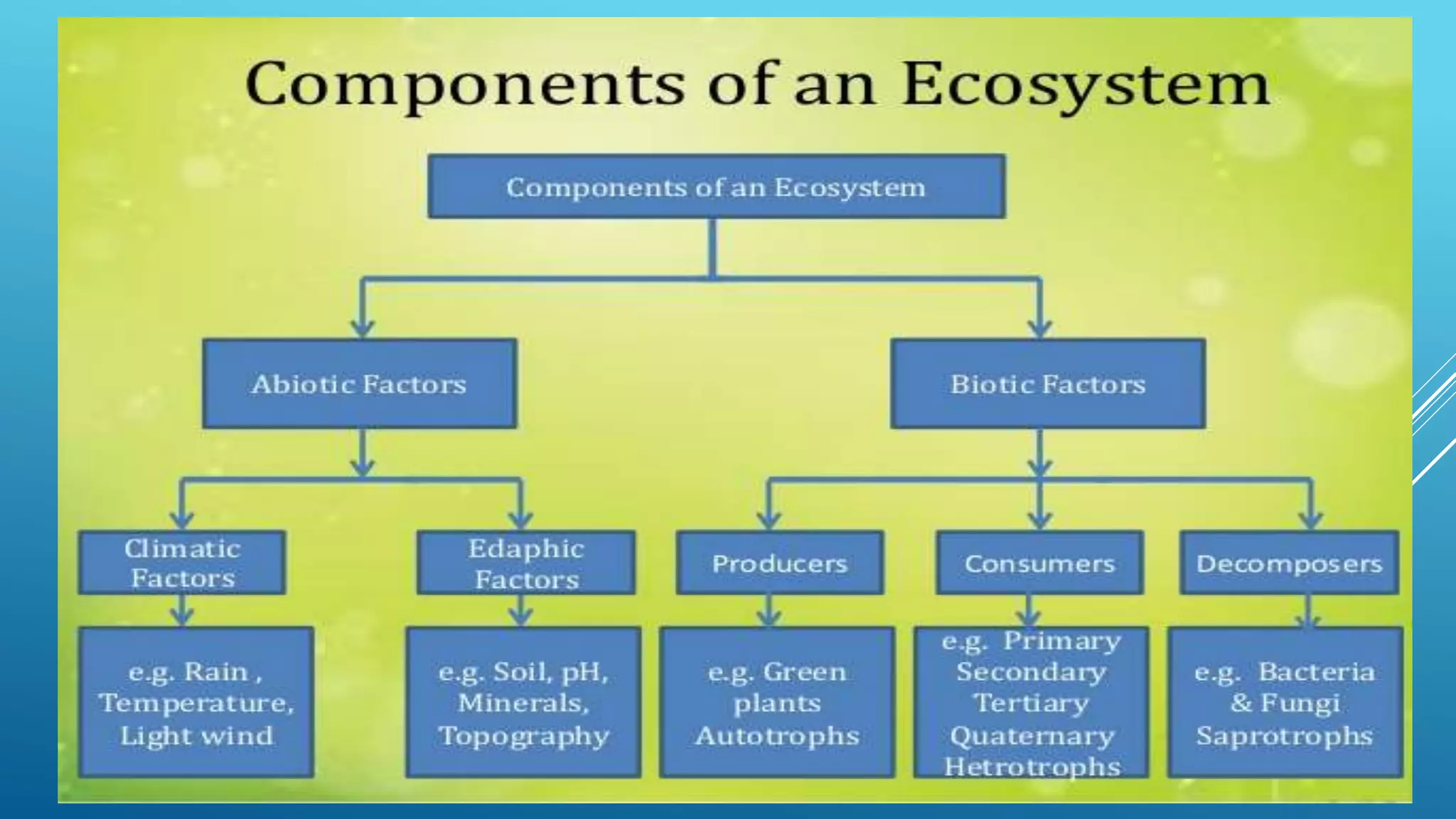 Ecosystem - structure and dynamics | PPT