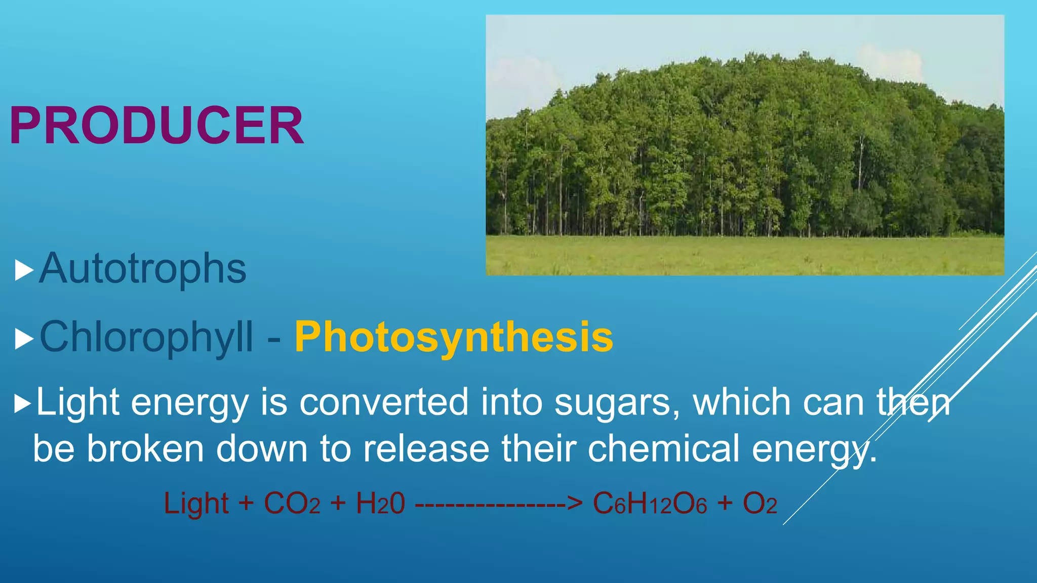 Ecosystem - structure and dynamics | PPT