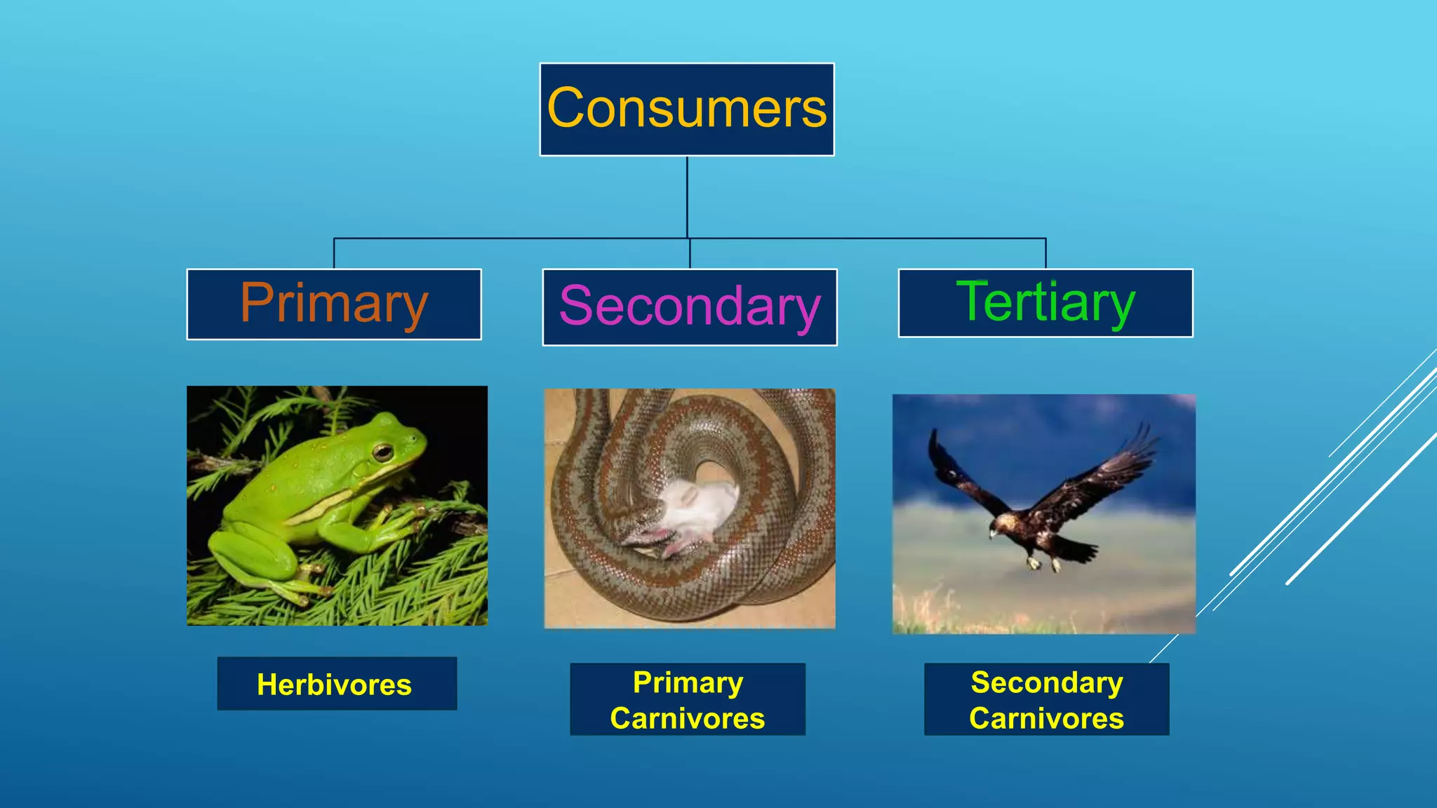 Ecosystem - structure and dynamics | PPT