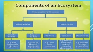 Ecosystem - structure and dynamics | PPT