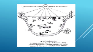 Ecosystem - structure and dynamics | PPT