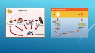 Ecosystem - structure and dynamics | PPT