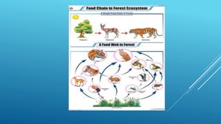 Ecosystem - structure and dynamics | PPT