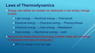 Ecosystem - structure and dynamics | PPT