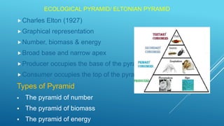 Ecosystem - structure and dynamics | PPT