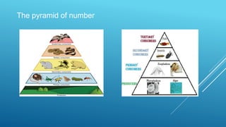 Ecosystem - structure and dynamics | PPT
