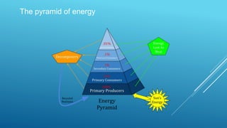 Ecosystem - structure and dynamics | PPT