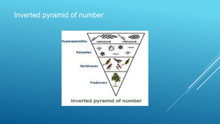 Ecosystem - structure and dynamics | PPT
