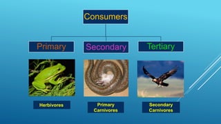 Ecosystem - structure and dynamics | PPT