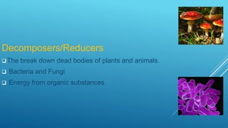 Ecosystem - structure and dynamics | PPT
