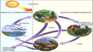 Ecosystem - structure and dynamics | PPT