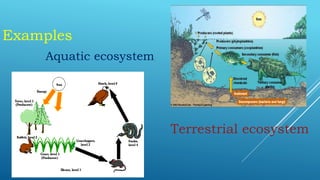 Ecosystem - structure and dynamics | PPT