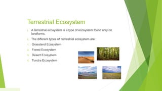 Ecosystem | PPTX
