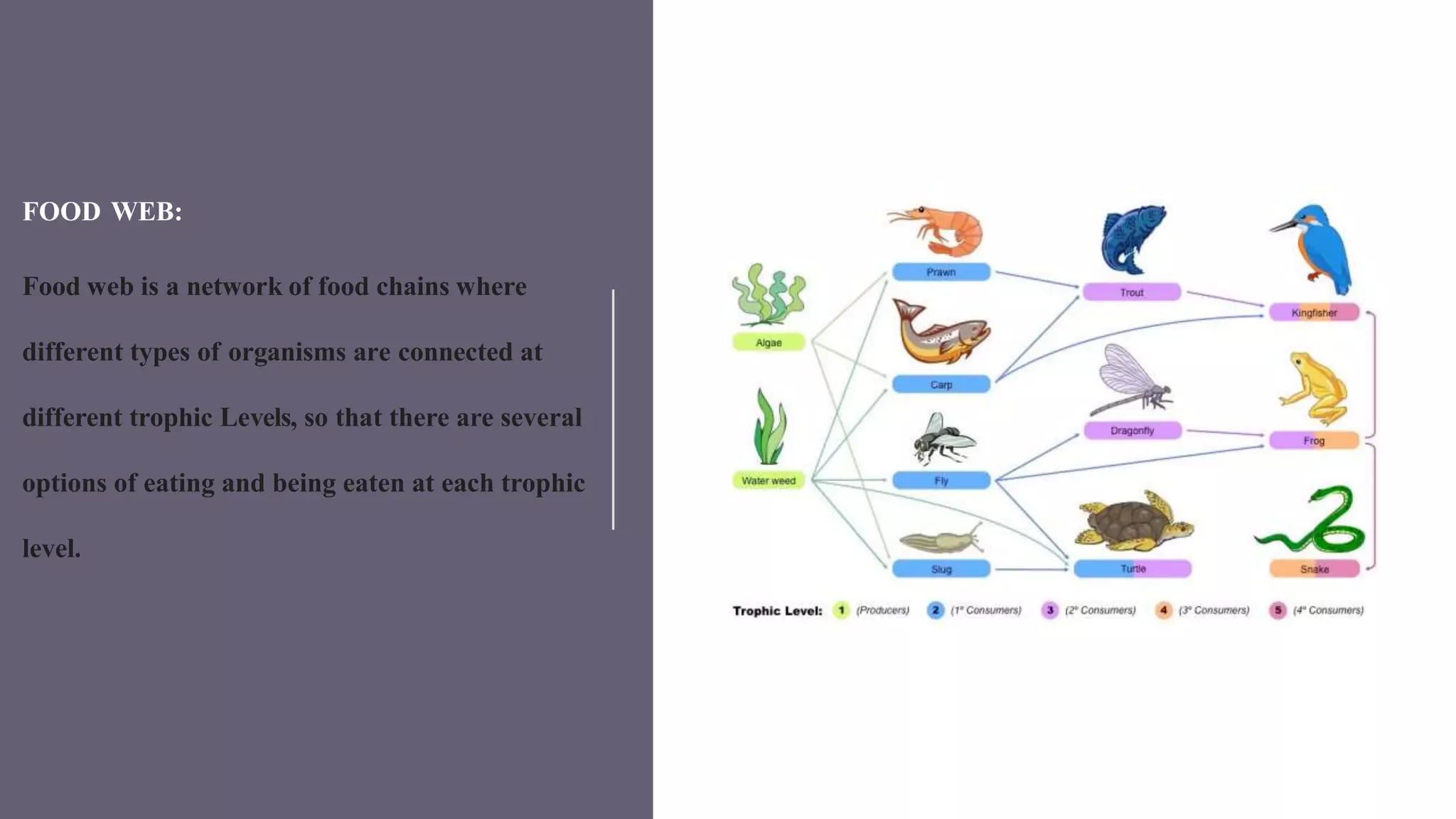 Ecosystem | PPTX