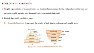 Ecosystem | PPTX | Geography | Science