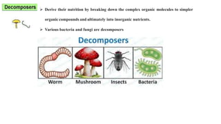 Ecosystem | PPTX | Geography | Science