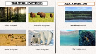 Ecosystem | PPT