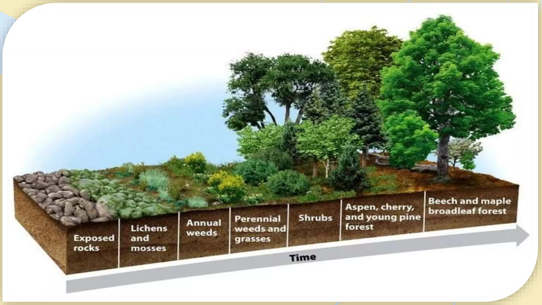 Ecosystem – Biomass, Succession | PPTX